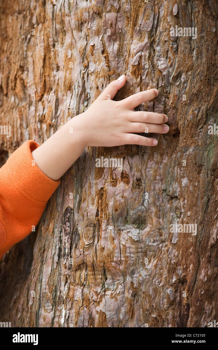Child's hand touching tree trunk Stock Photo - Alamy