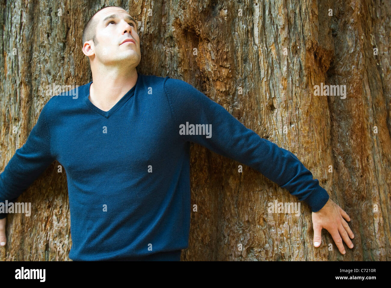 Man touching tree trunk, looking up Stock Photo - Alamy
