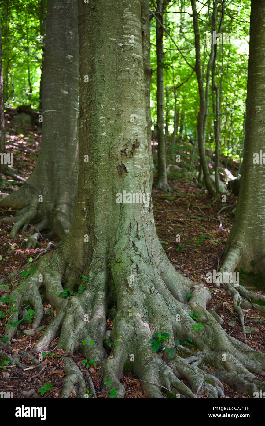 Tree without root hi-res stock photography and images - Alamy