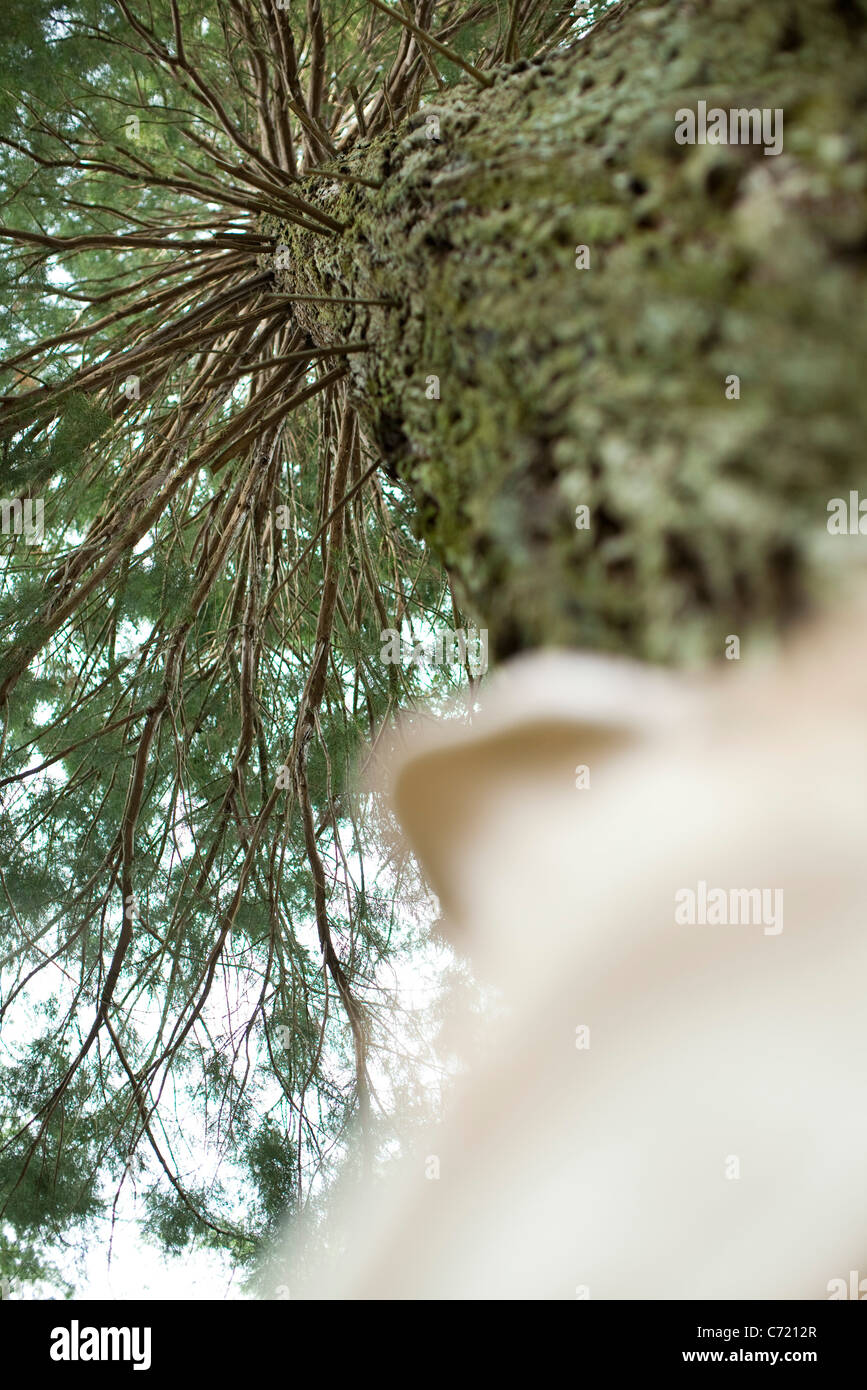 Staring up tree low angle hi-res stock photography and images - Alamy