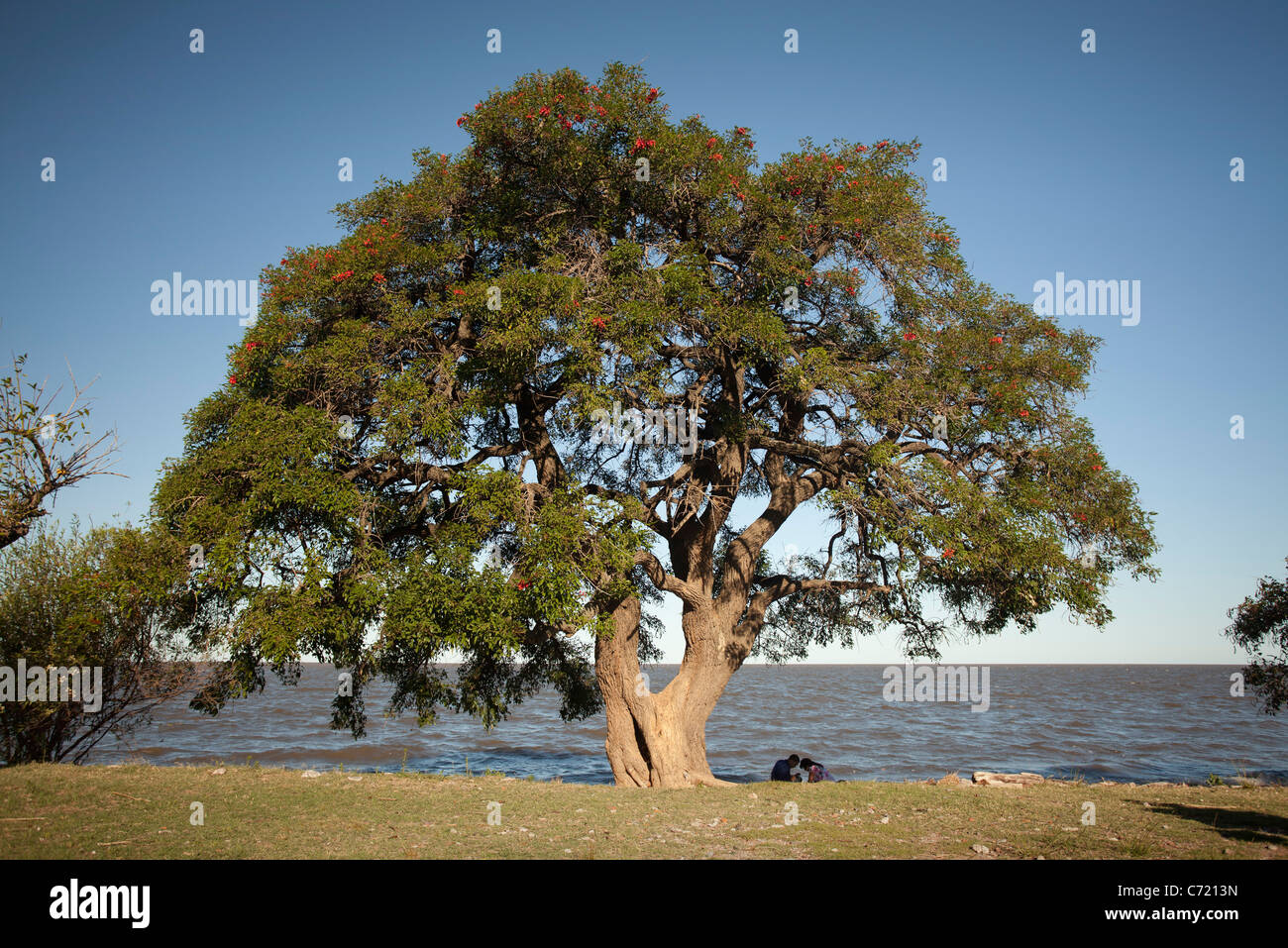 Tree by water Stock Photo - Alamy