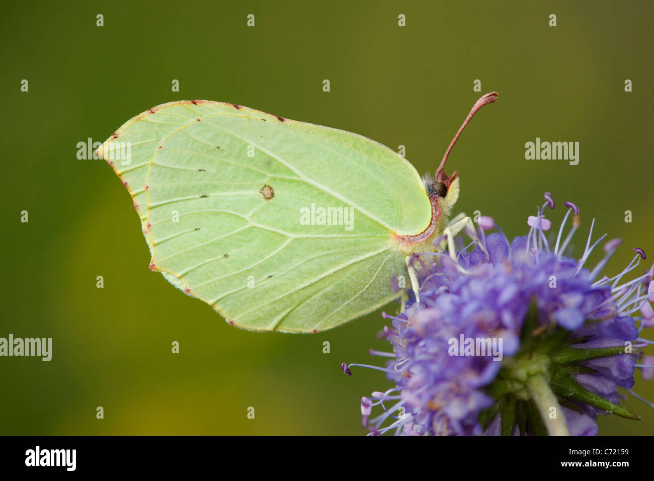 Brimstone butterfly (Gonepteryx rhamni Stock Photo - Alamy