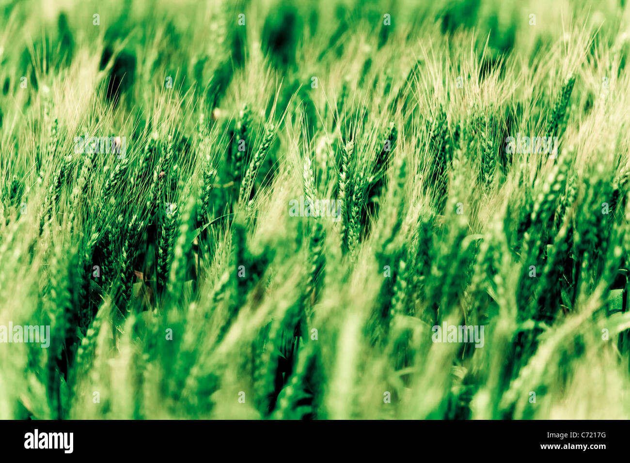 Wheat in the countryside during spring season Stock Photo - Alamy