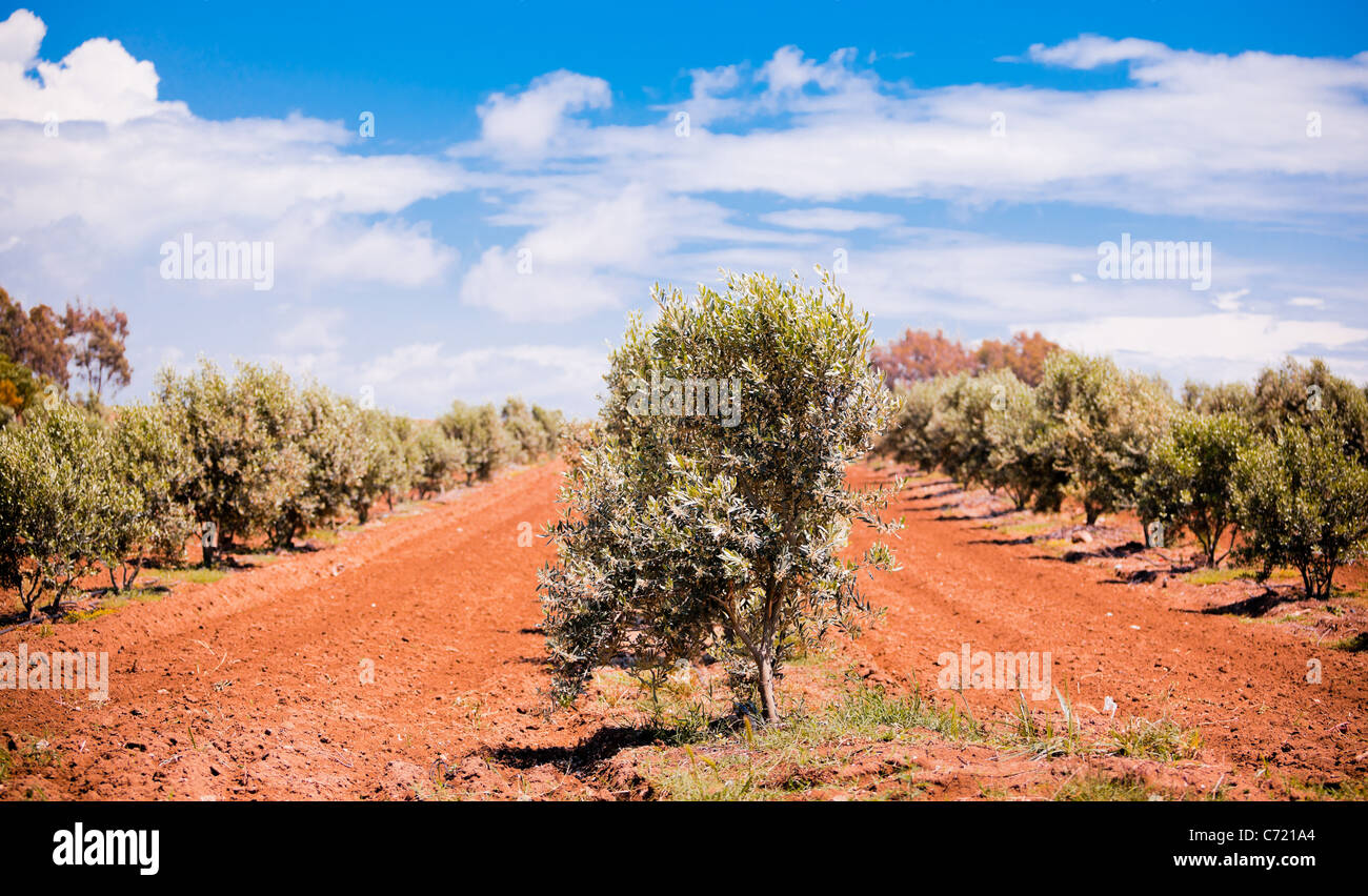 Olive trees orchard in spring, in Turkish countryside Stock Photo - Alamy