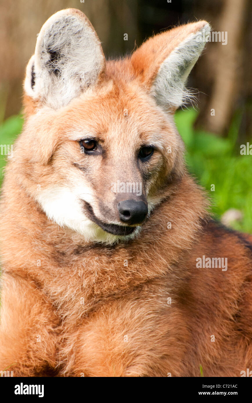 Maned wolf High Resolution Stock Photography and Images - Alamy