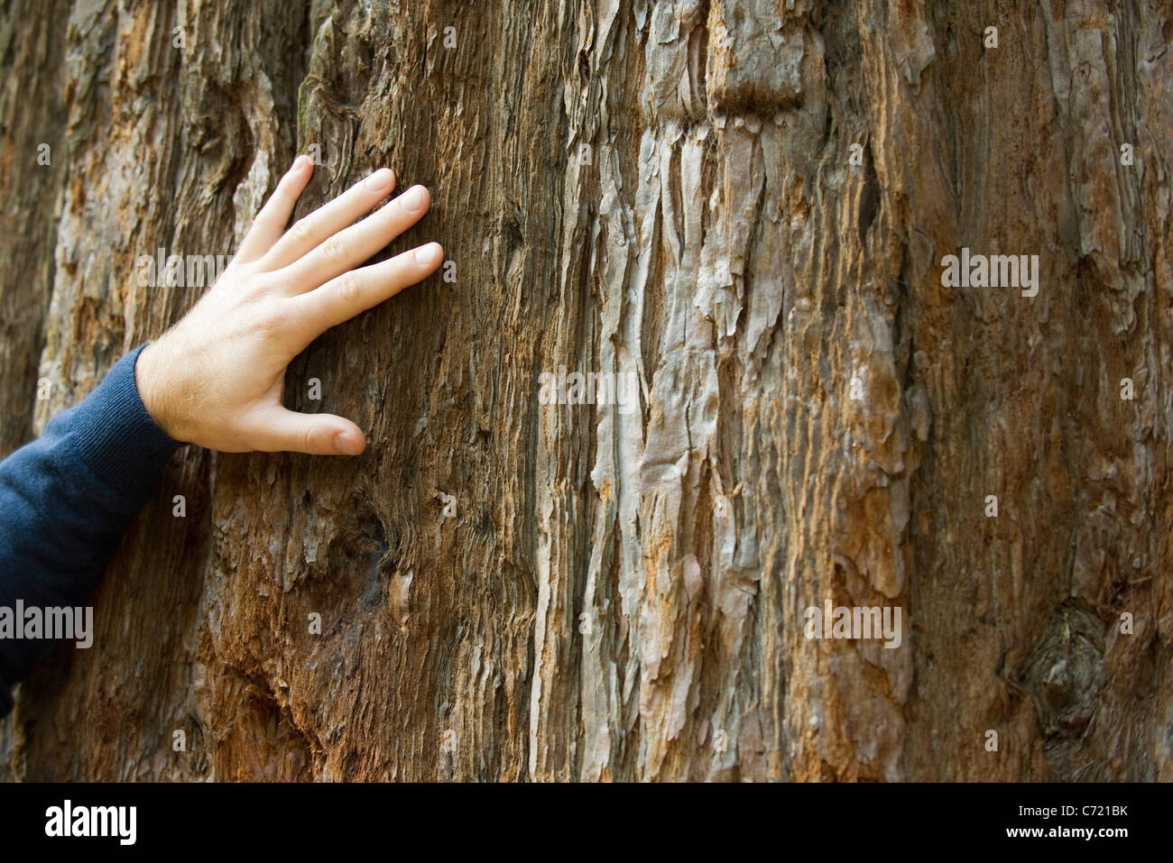 Man touches hand tree hi-res stock photography and images - Alamy