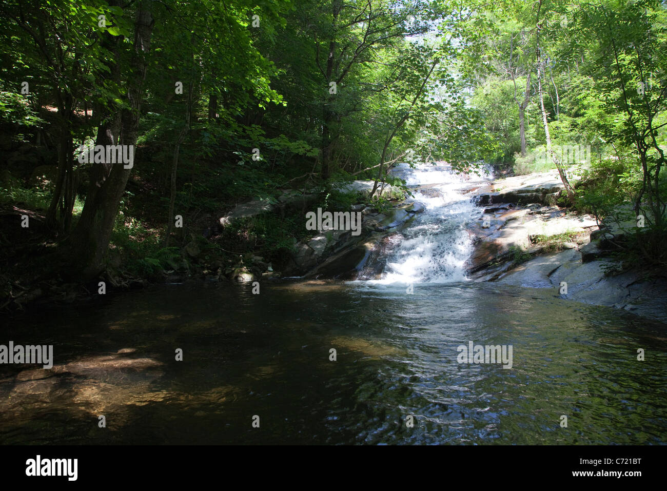 Stream through woods Stock Photo - Alamy