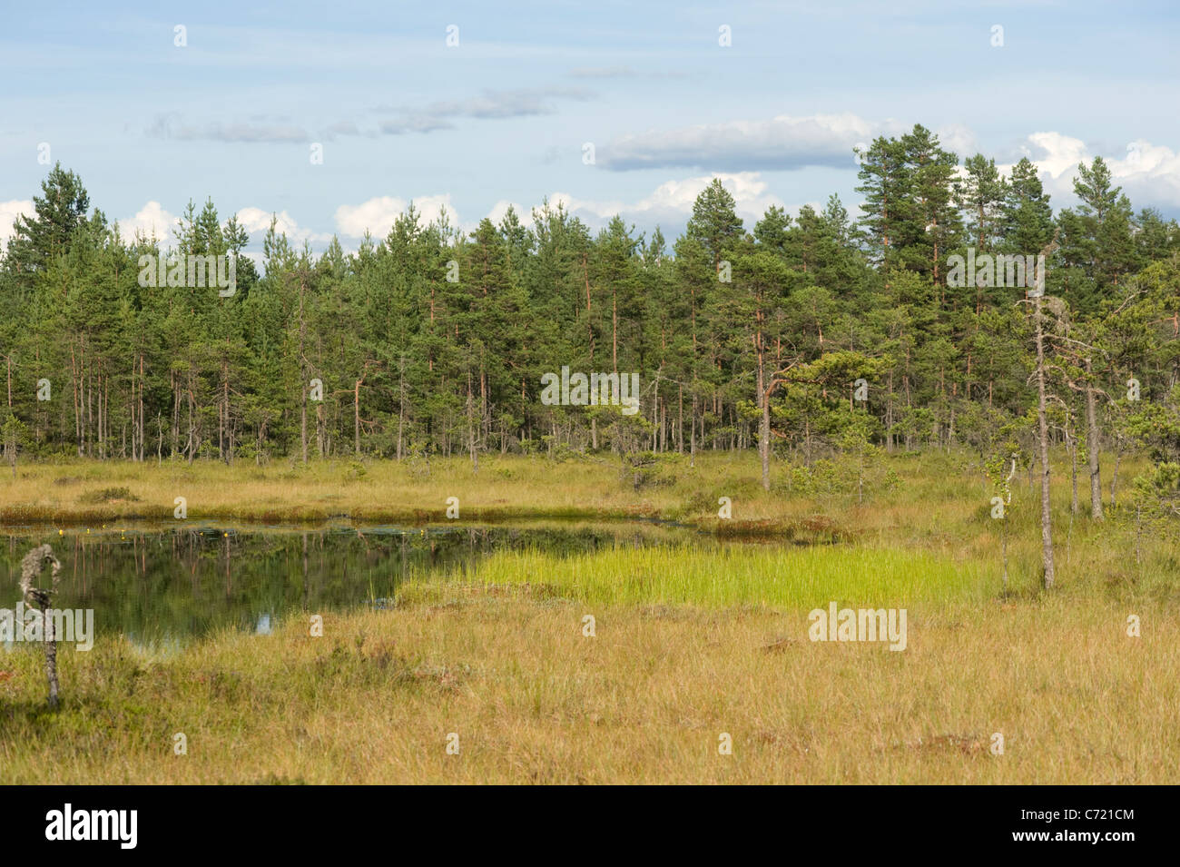 Raised bog with lake, Sweden Stock Photo - Alamy