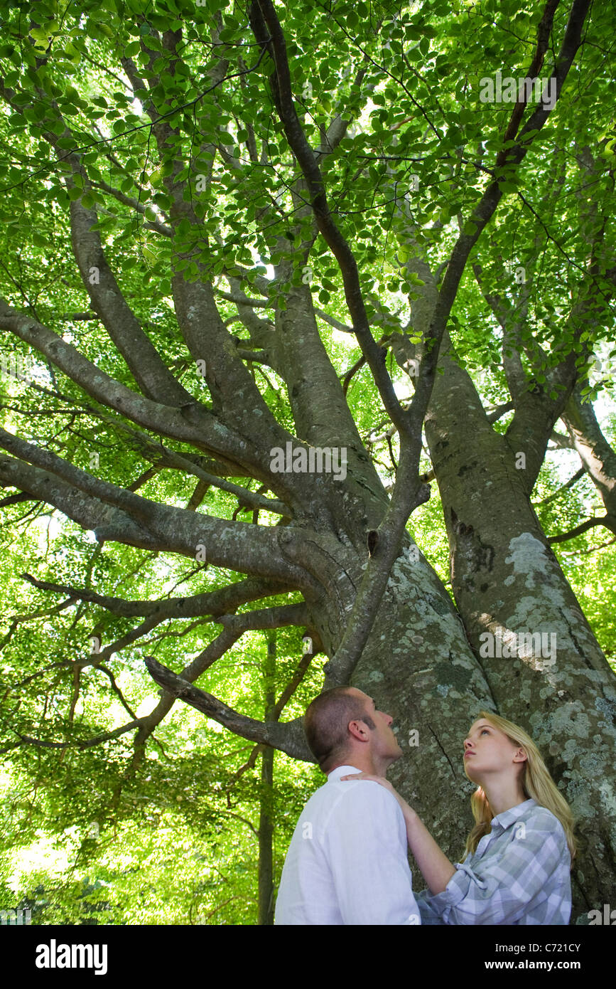 Foreground two tall trees hi-res stock photography and images - Alamy
