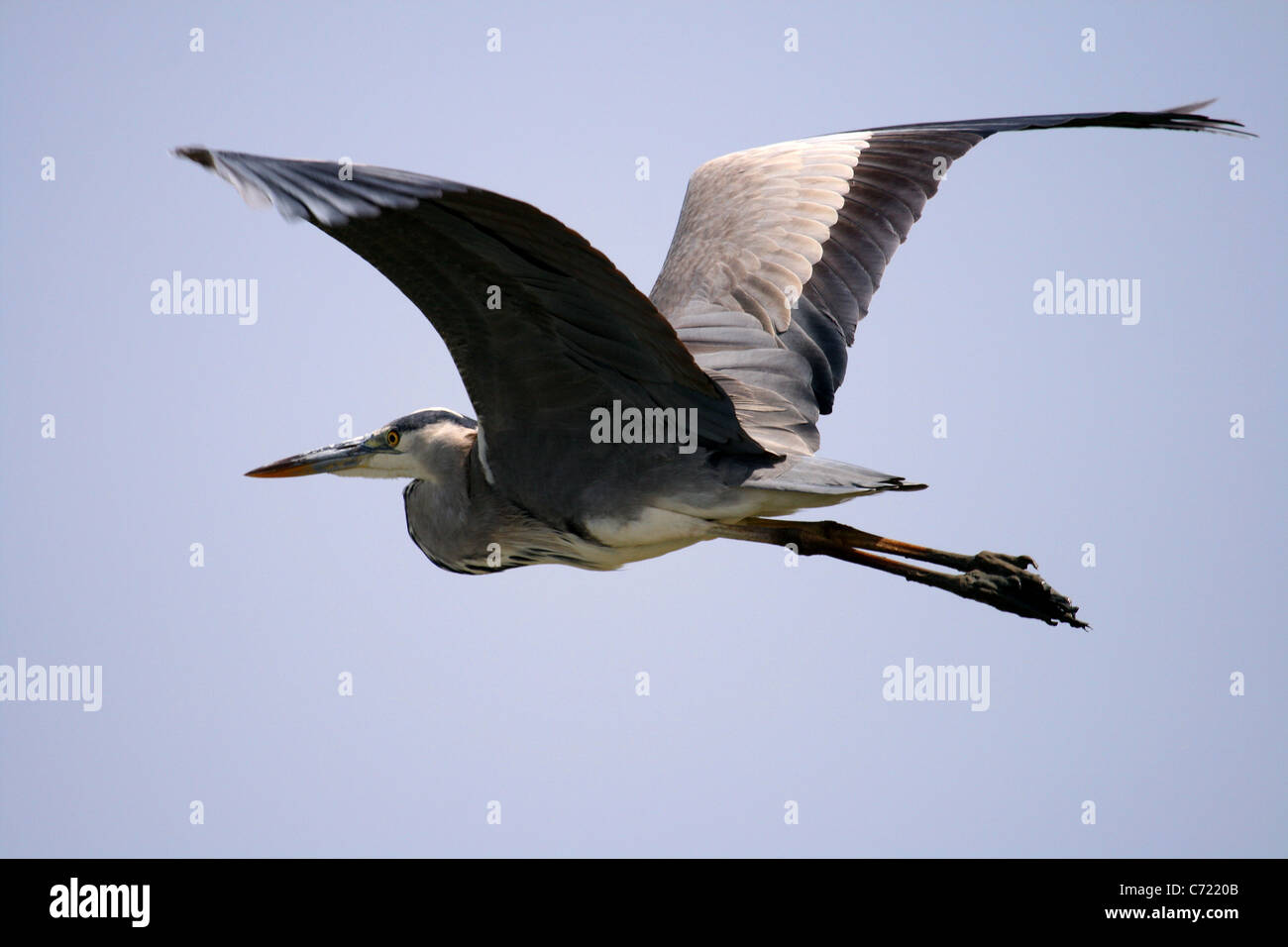 Garza real, Ardea cinerea Stock Photo - Alamy