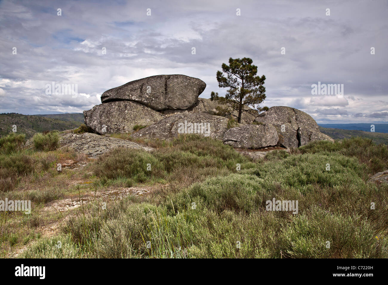 Solitary tree amongst ancient landscape of sculptured boulders on ...