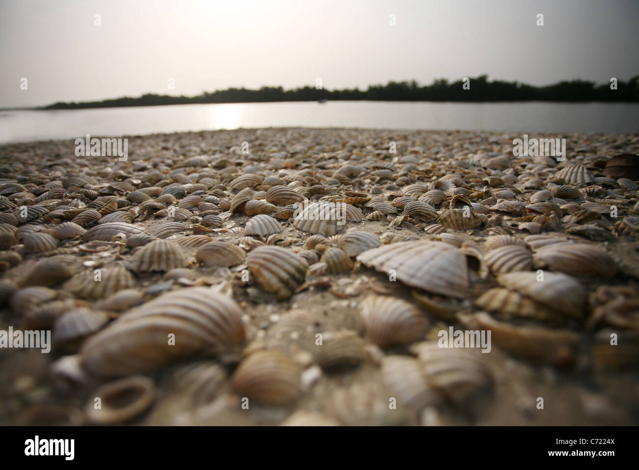 Mangrove africa guinea hi-res stock photography and images - Alamy