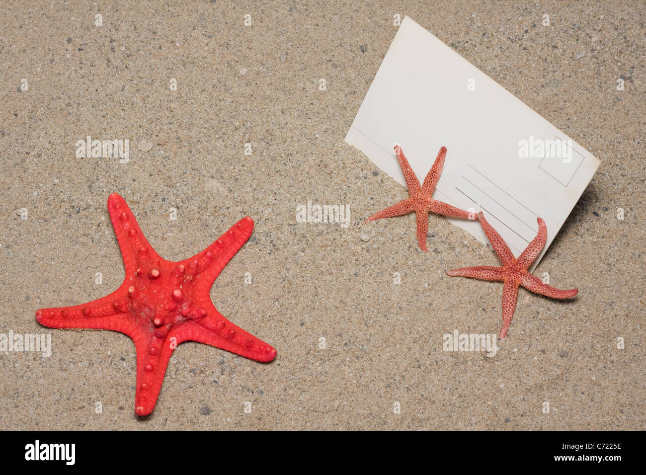 sea star and shells on the beach Stock Photo - Alamy