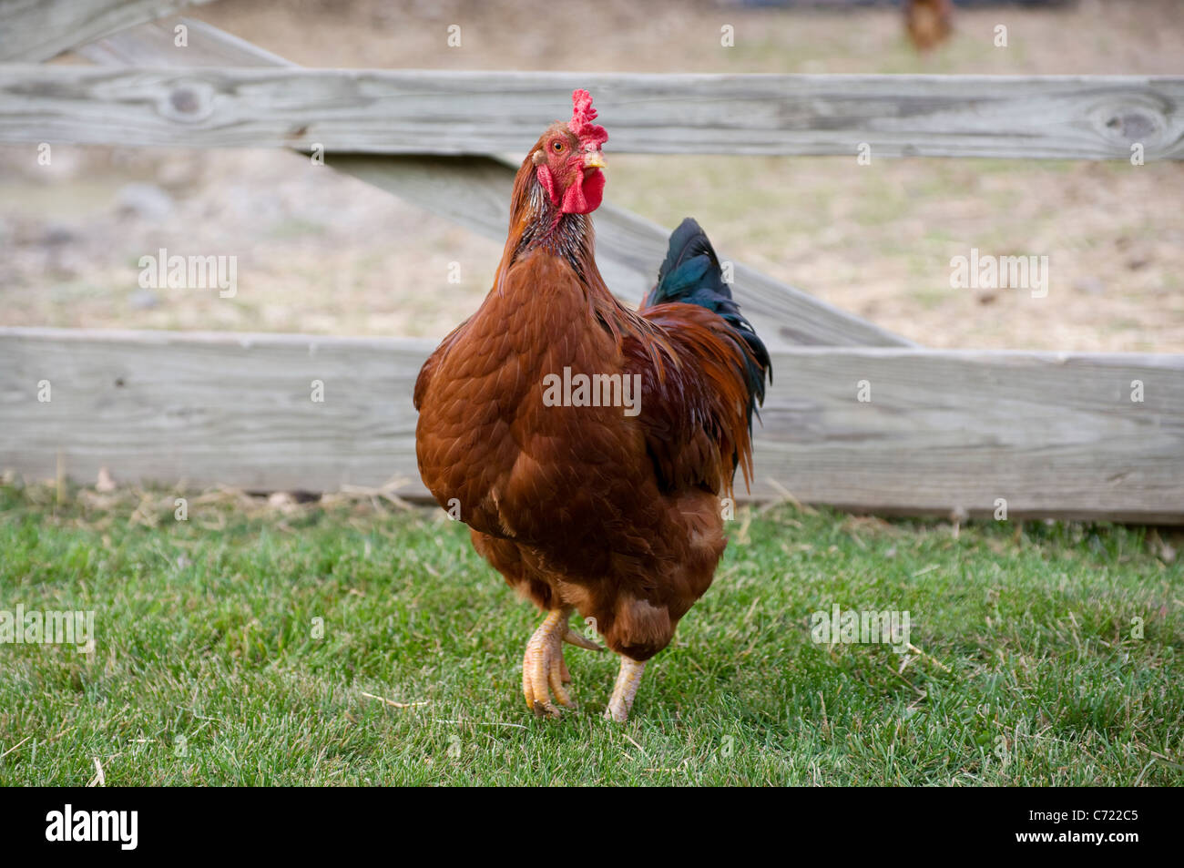 Red Rooster in barnyard with fence in background Stock Photo - Alamy