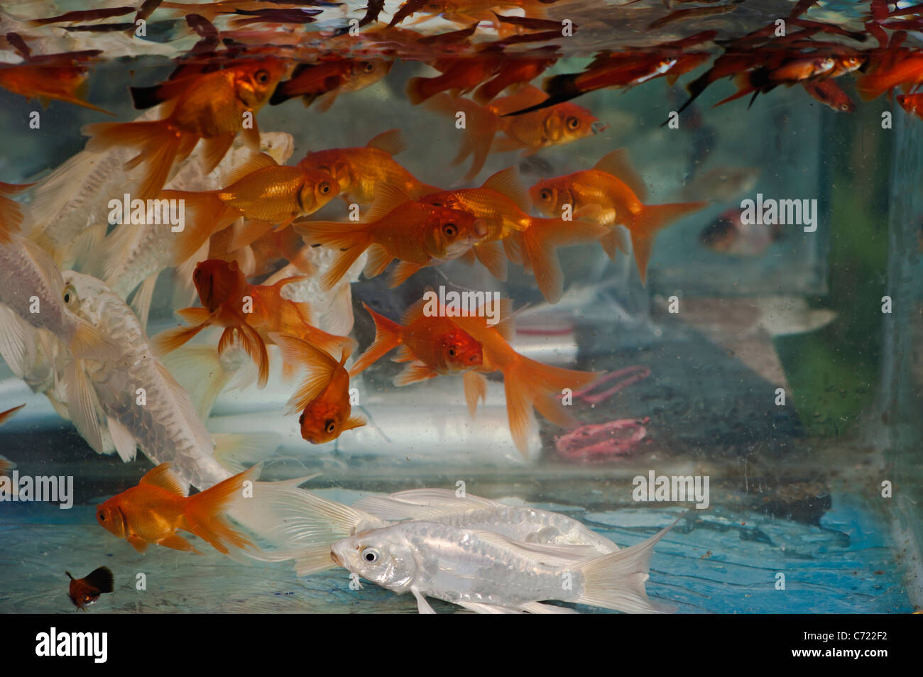 Gold fish hi-res stock photography and images - Alamy