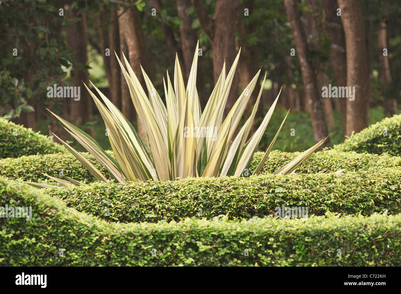 Agave plantat Salt lake park-Kolkata-India Stock Photo - Alamy