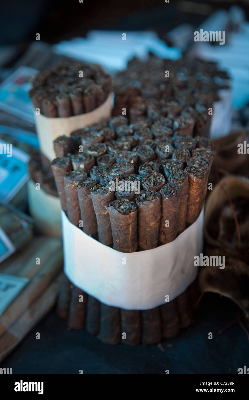 Image jungle hi-res stock photography and images - Alamy