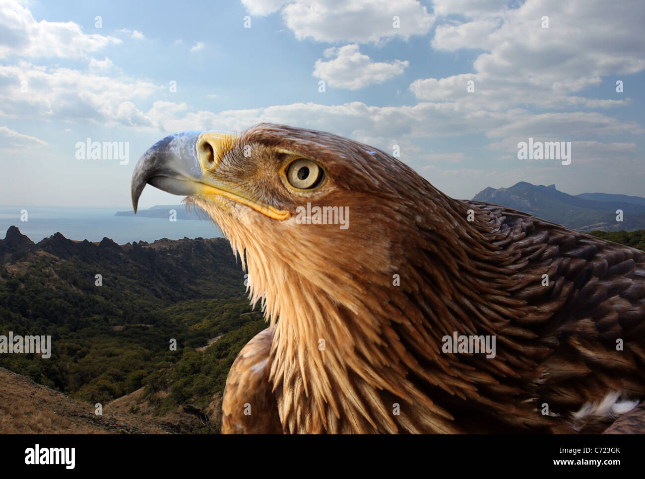 golden eagle over mountains Stock Photo - Alamy