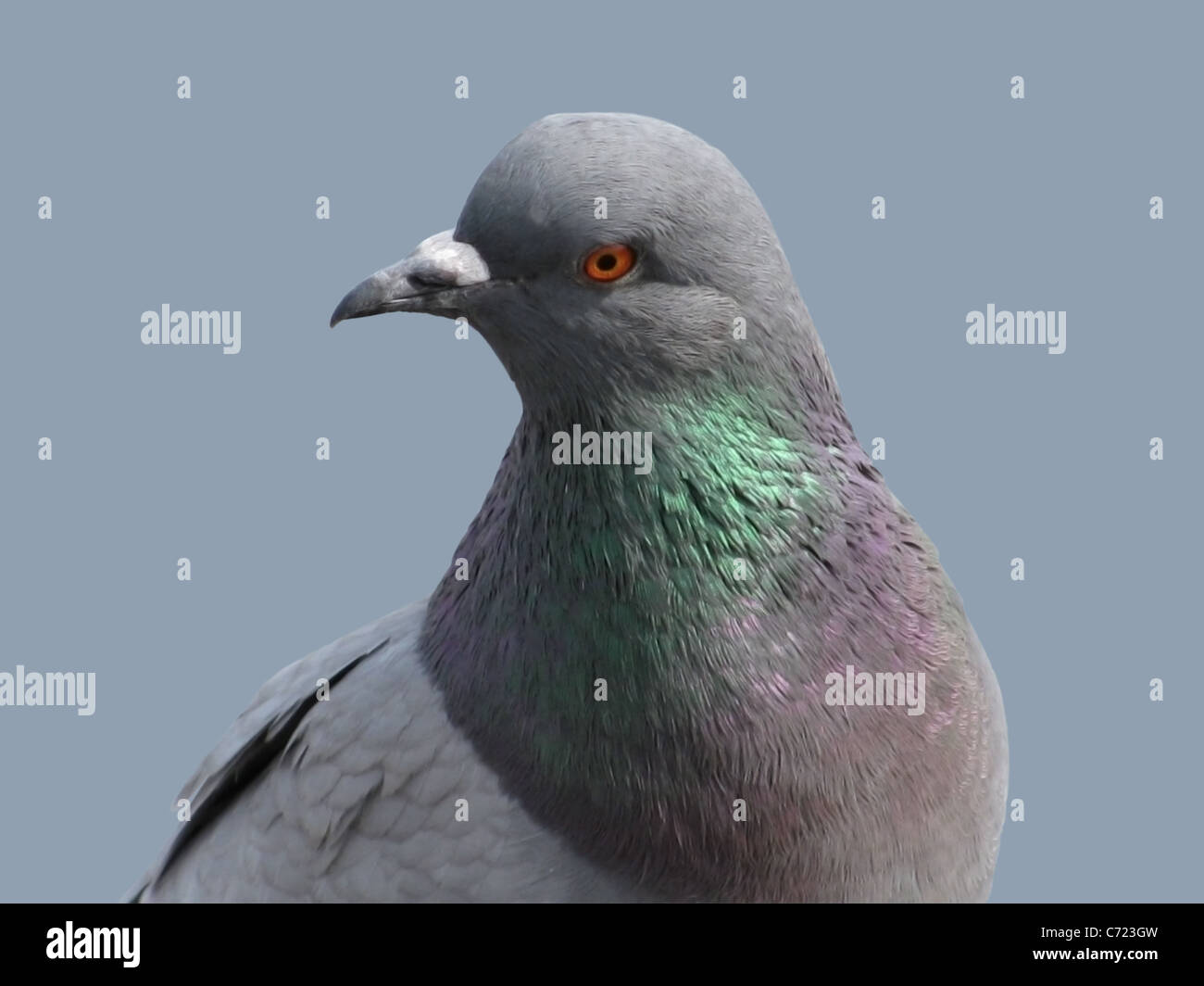 Dove look hi-res stock photography and images - Alamy