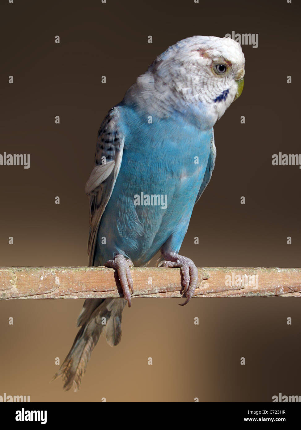 Shell parakeet hi-res stock photography and images - Alamy