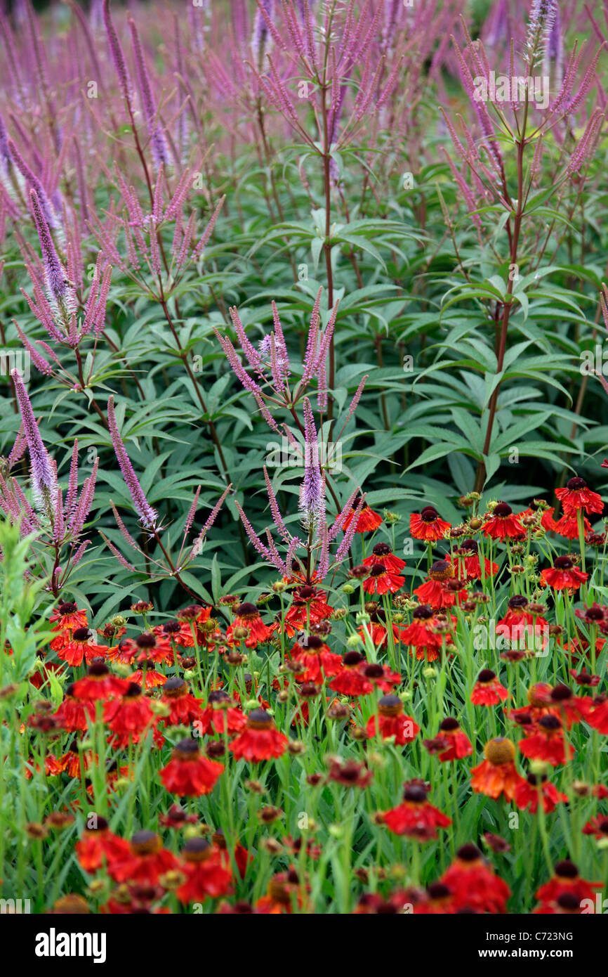 Veronicastrum Virginicum Fascination High Resolution Stock Photography ...