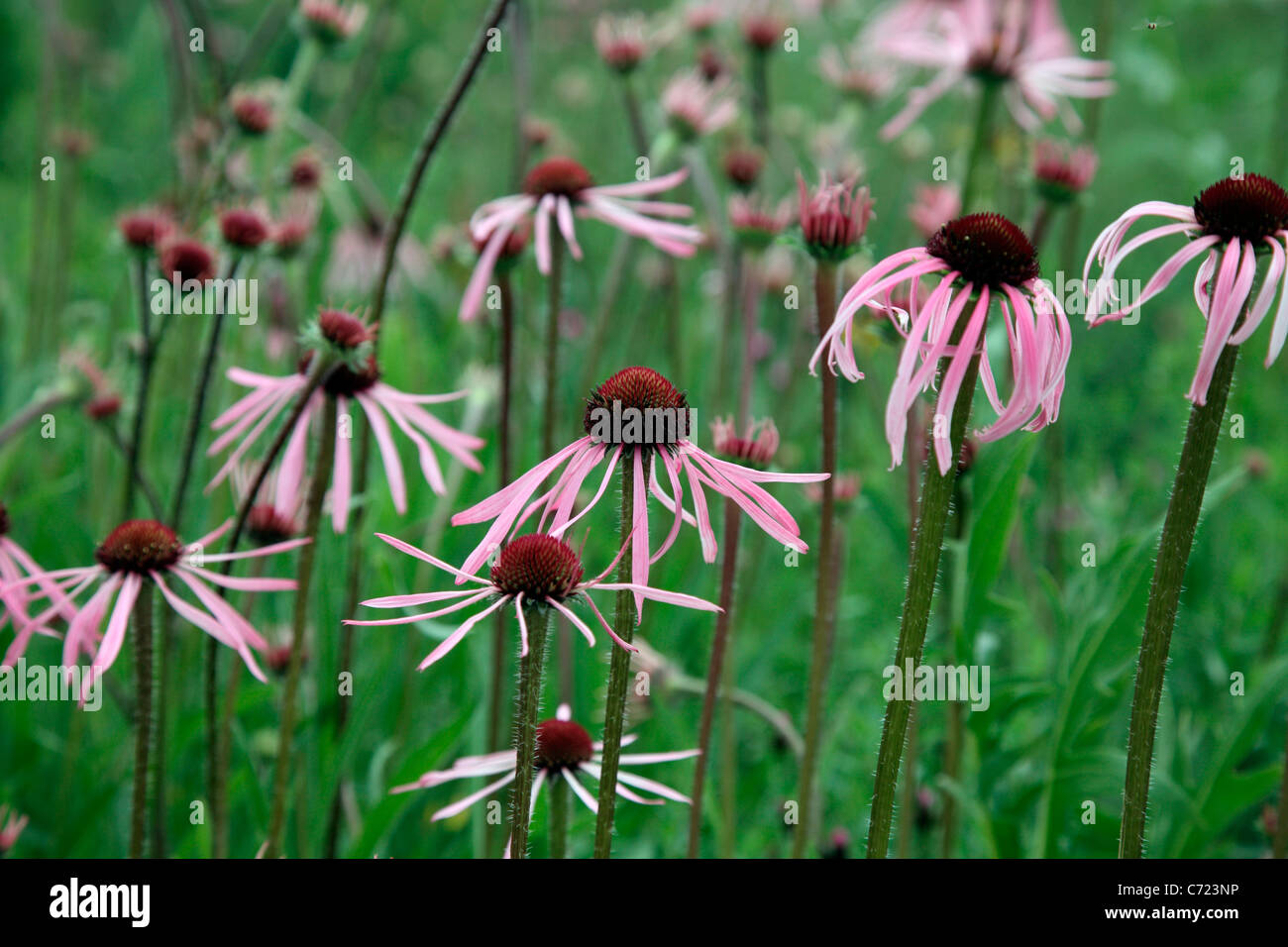 Echinacea pallida hi-res stock photography and images - Alamy