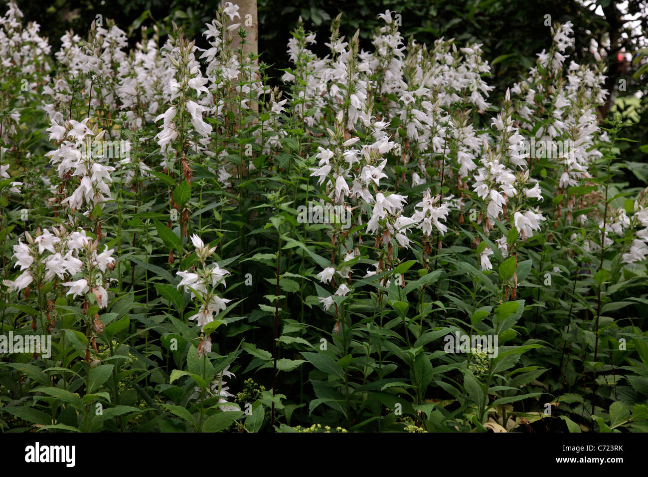 Campanula latifolia macrantha hi-res stock photography and images - Alamy
