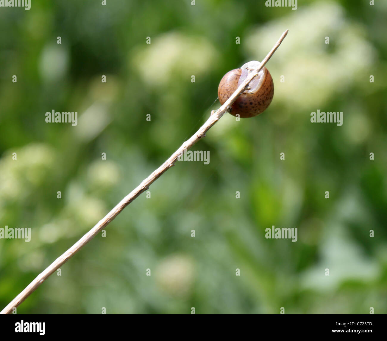 snail on a dry blade Stock Photo - Alamy