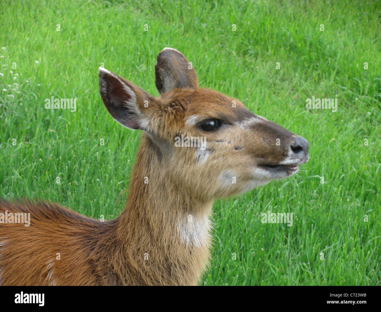 Deer biology hi-res stock photography and images - Alamy