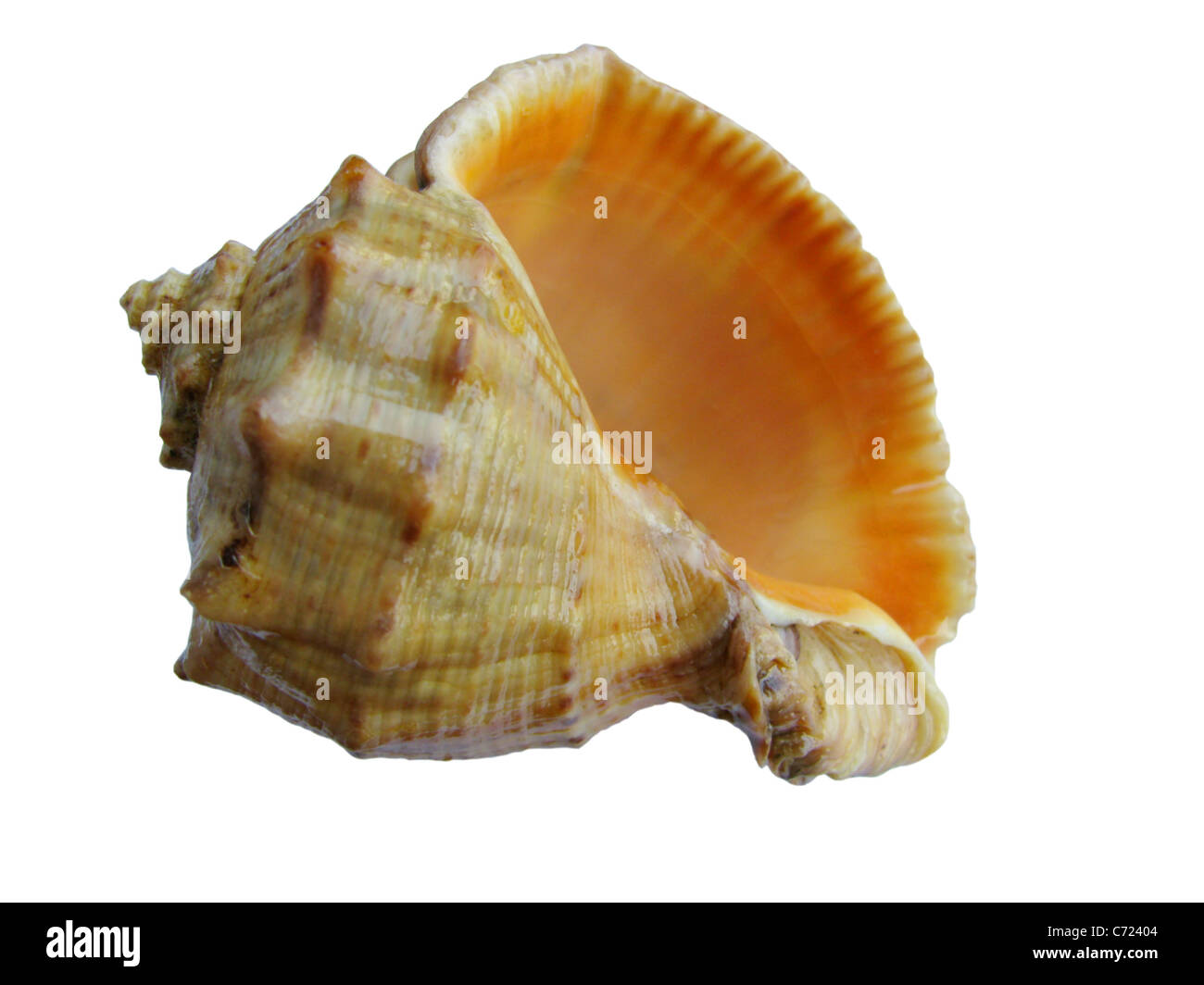 Shell ornament hi-res stock photography and images - Alamy