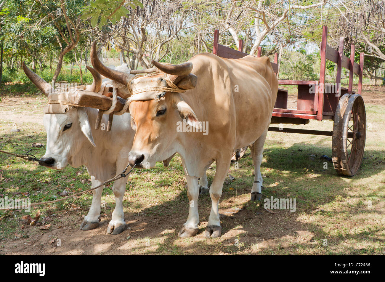 Two oxen used as a means of transport pulling a cart in Cuba Stock ...