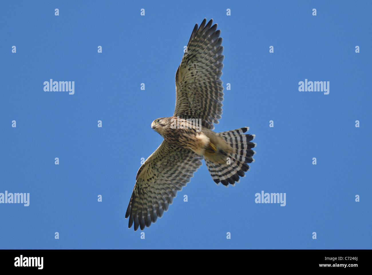 Common Kestrel Female High Resolution Stock Photography and Images - Alamy