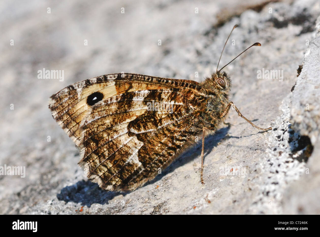 Grayling Butterfly (Hipparchia semele) on the limestone of a Welsh ...