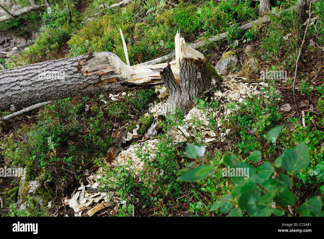Castor tree hi-res stock photography and images - Alamy