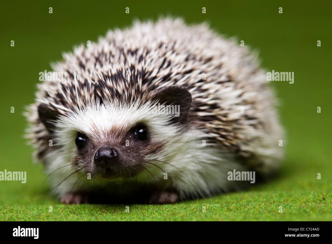 Mammal hedge hog hi-res stock photography and images - Alamy