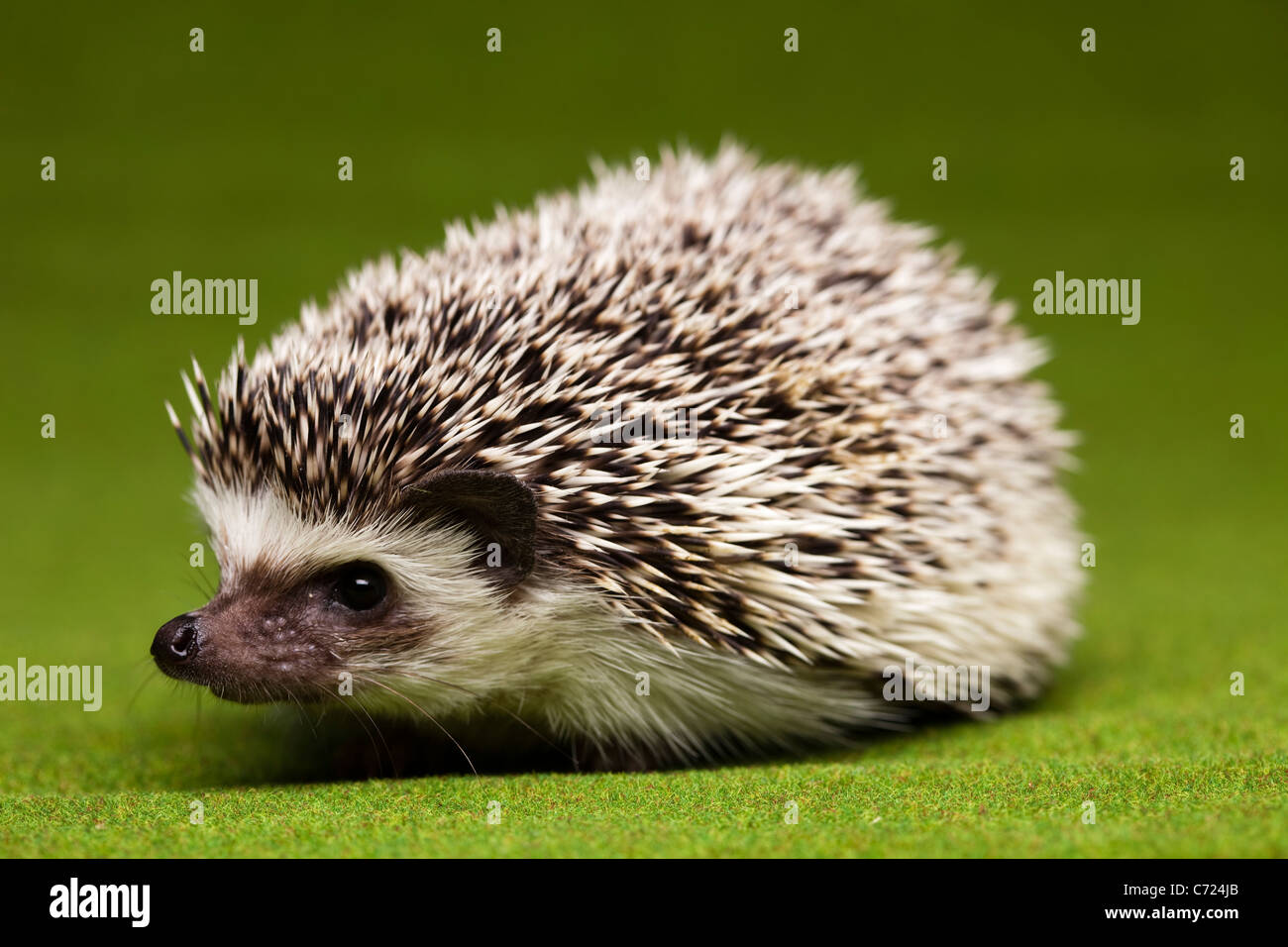 Mammal hedge hog hi-res stock photography and images - Alamy