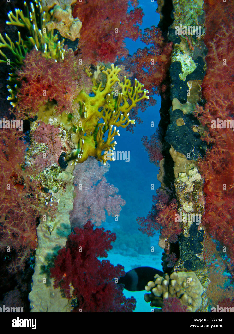 Coral Reef Scene Stock Photo - Alamy