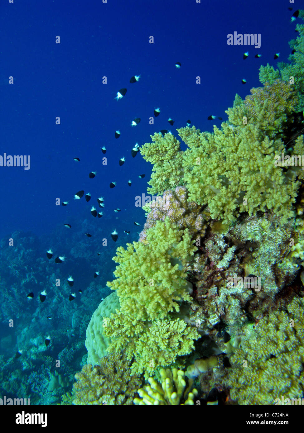 Sponge reef scene scuba hi-res stock photography and images - Alamy