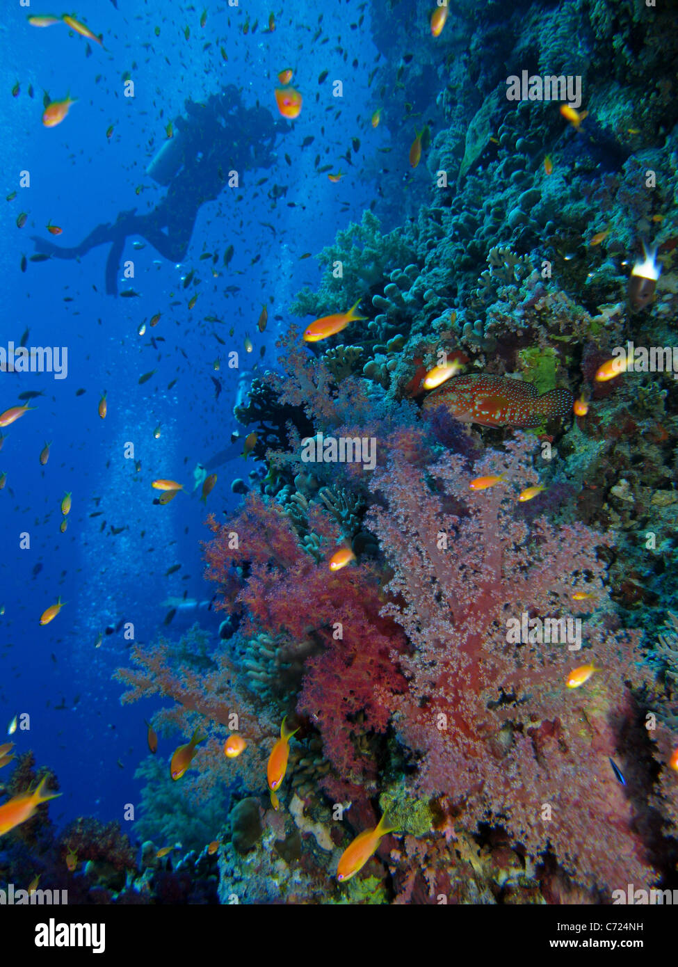 Coral Reef Scene Stock Photo - Alamy