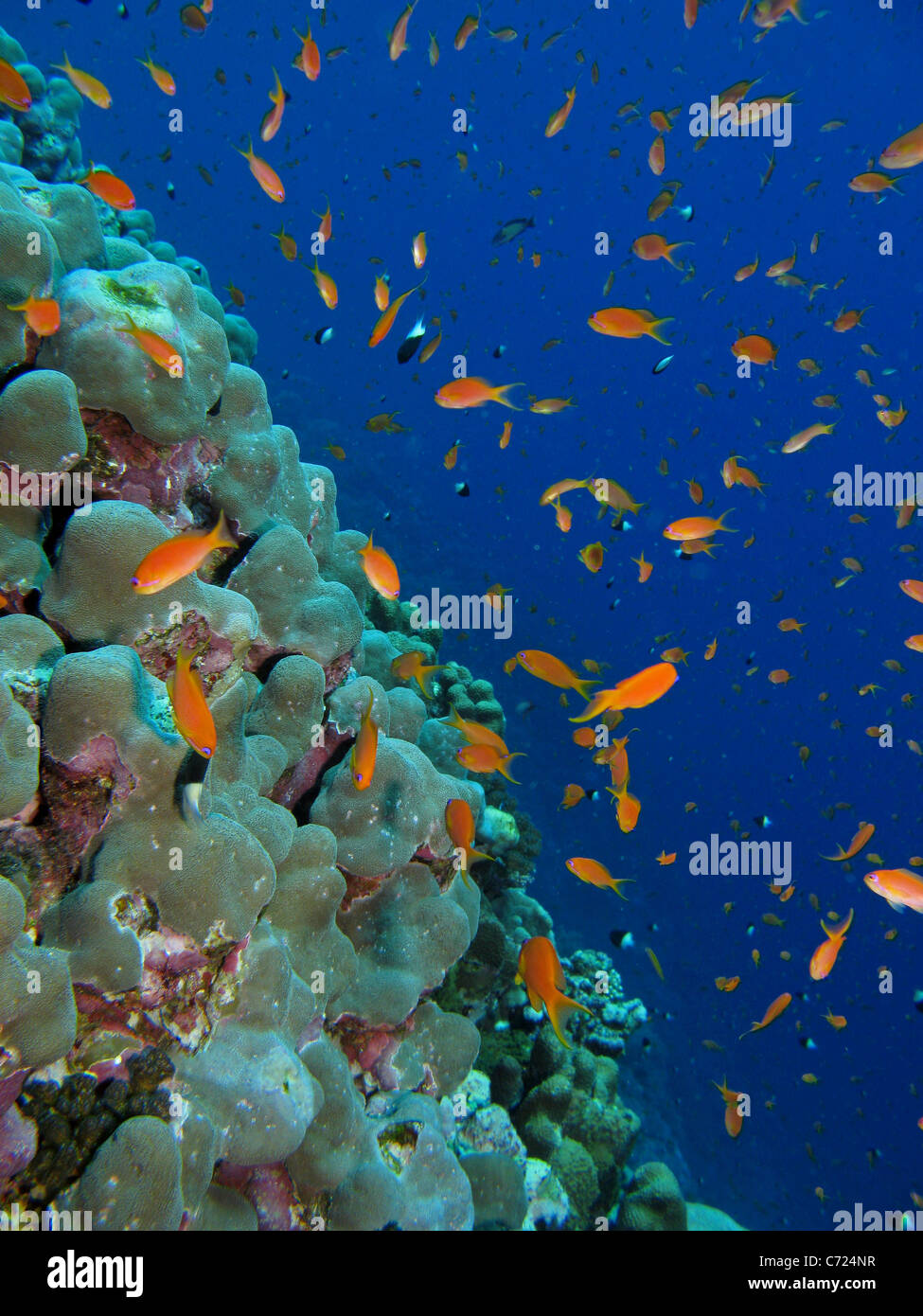 Coral Reef Scene Stock Photo - Alamy