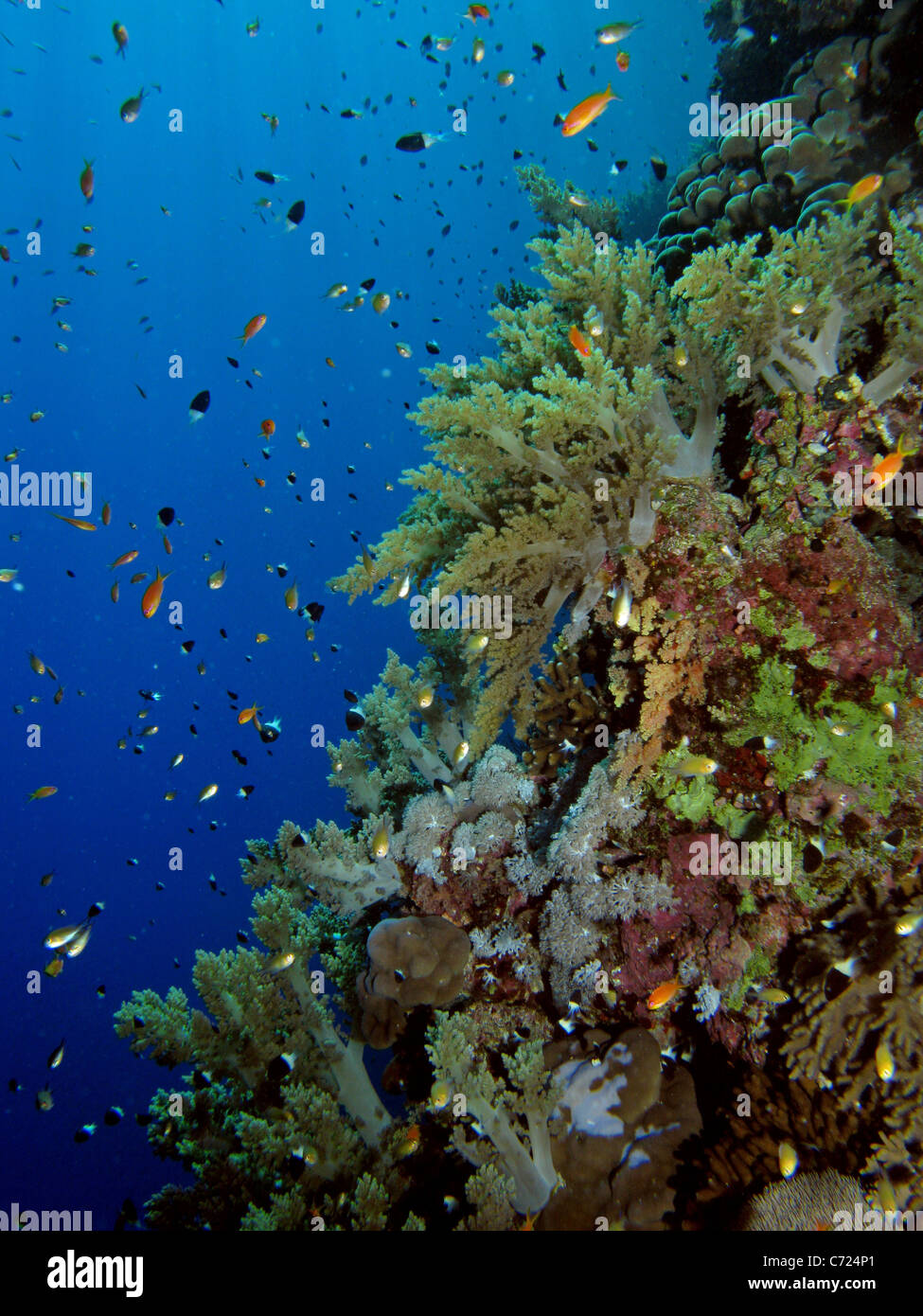 Coral Reef Scene Stock Photo - Alamy