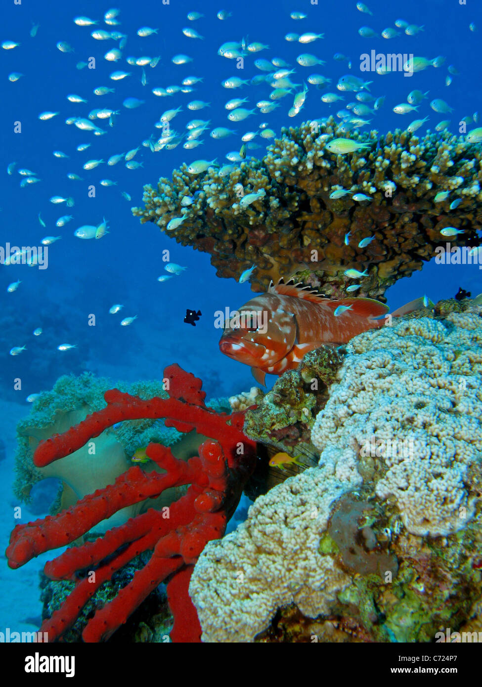 Coral Reef Scene Stock Photo - Alamy