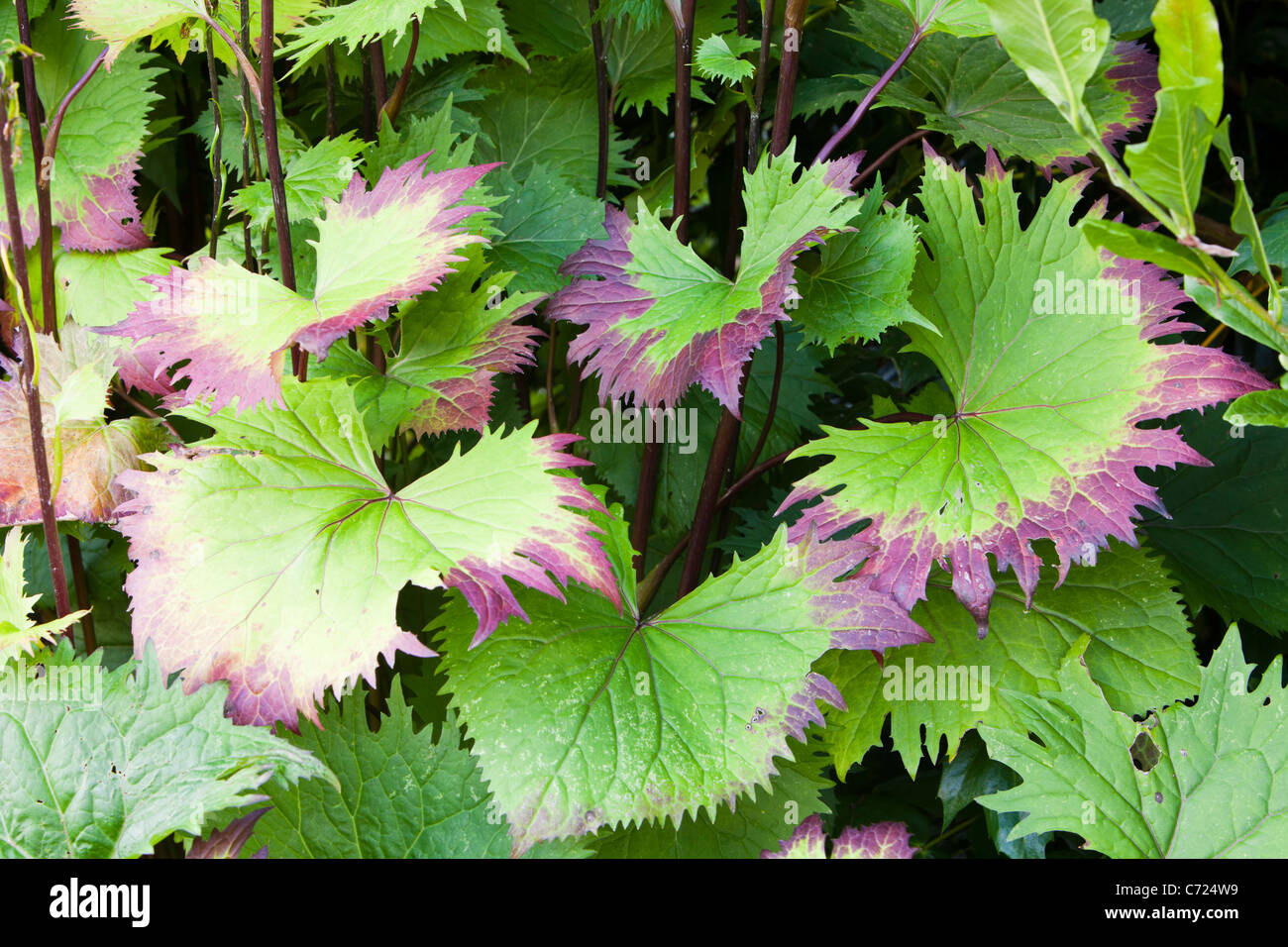 Crenulated leaves hi-res stock photography and images - Alamy