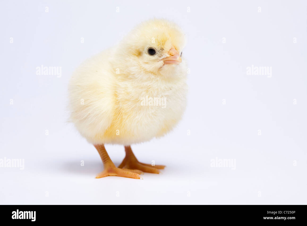 Baby chicks isolated on white Stock Photo - Alamy