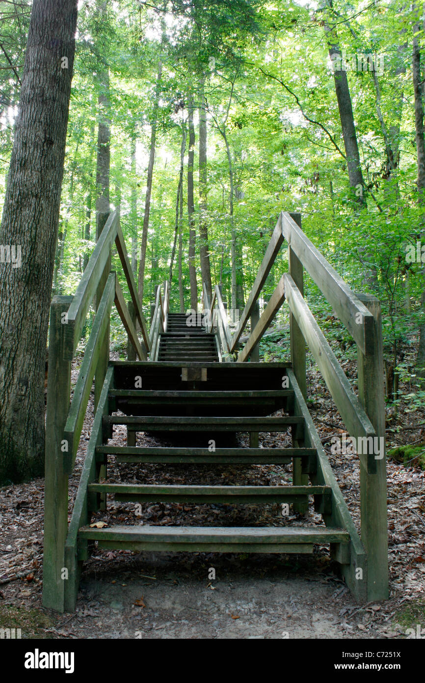 Forest Stairs Stock Photos & Forest Stairs Stock Images - Alamy