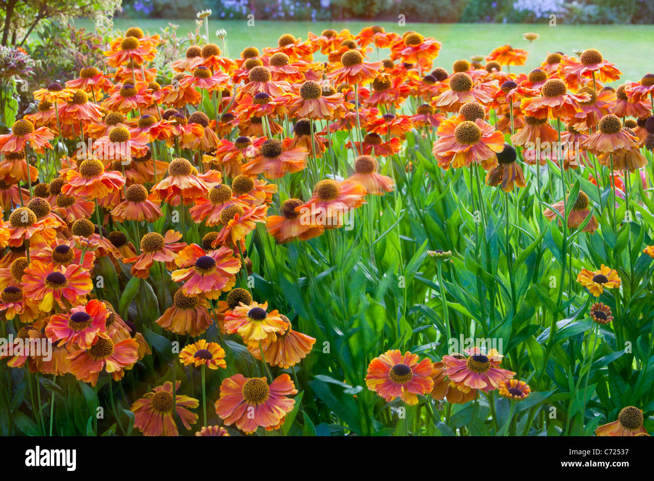 Aster flowers in Holehird Gardens in Windermere, Cumbria, UK Stock ...