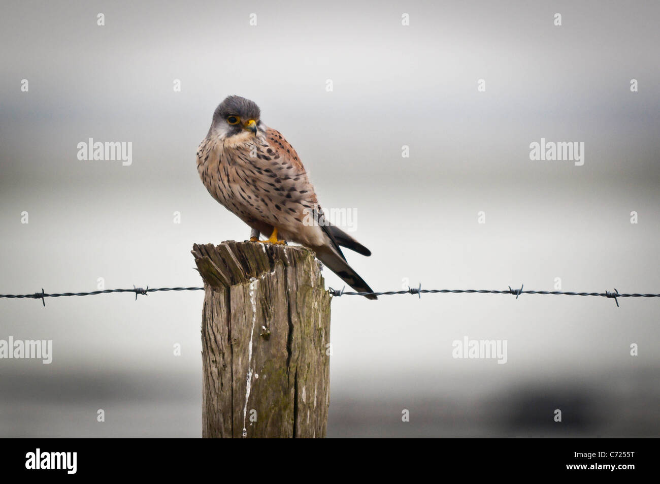 Kestrel egg hi-res stock photography and images - Alamy