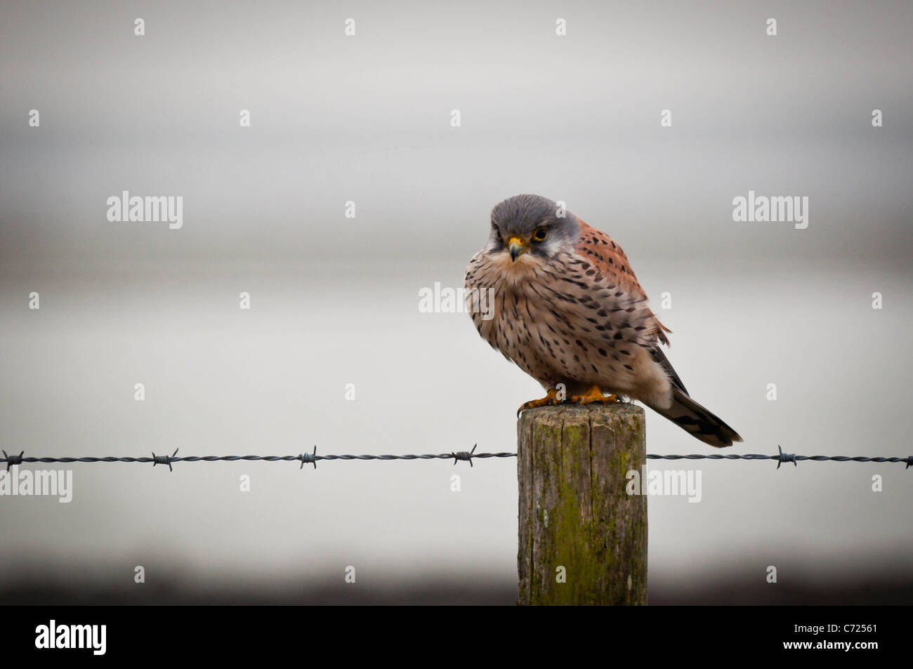 Kestrel egg hi-res stock photography and images - Alamy