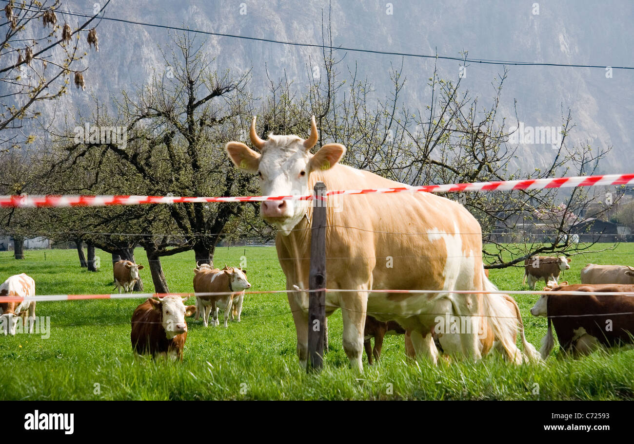 Swiss farm cows interlaken hi-res stock photography and images - Alamy
