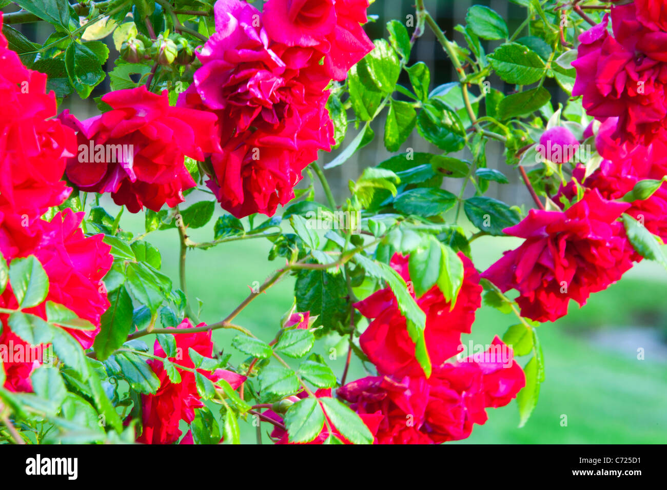 A red rose in Holehird Gardens, Windermere, Cumbria, UK Stock Photo - Alamy